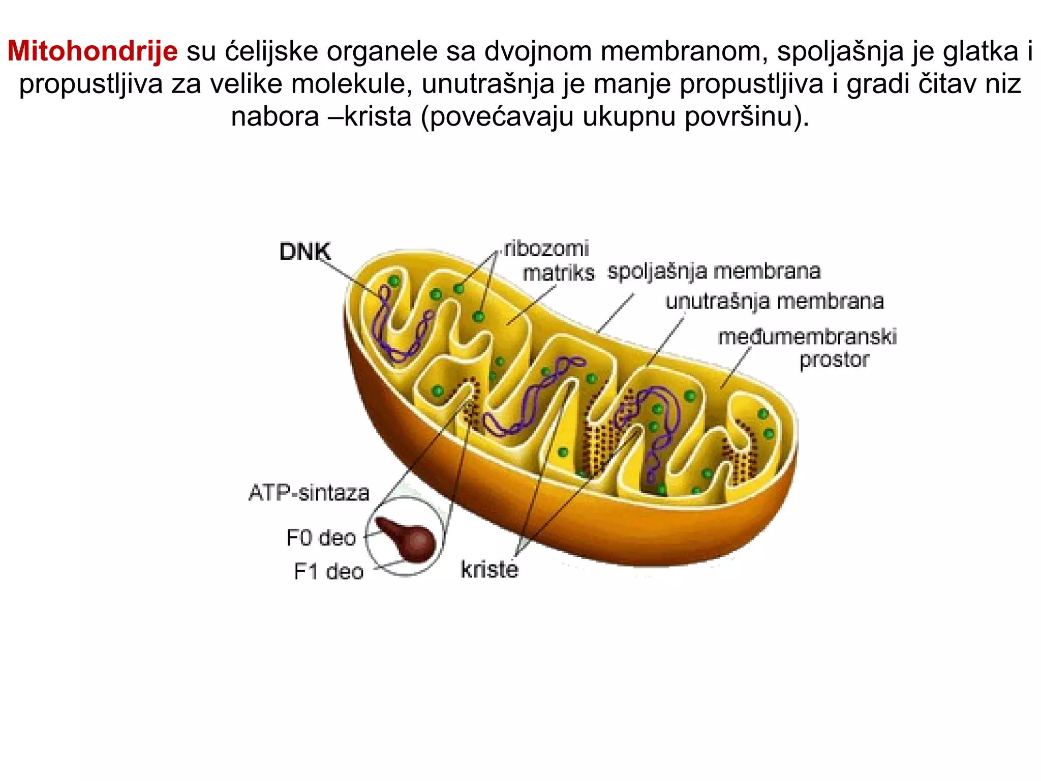 Građa ćelije | PPT