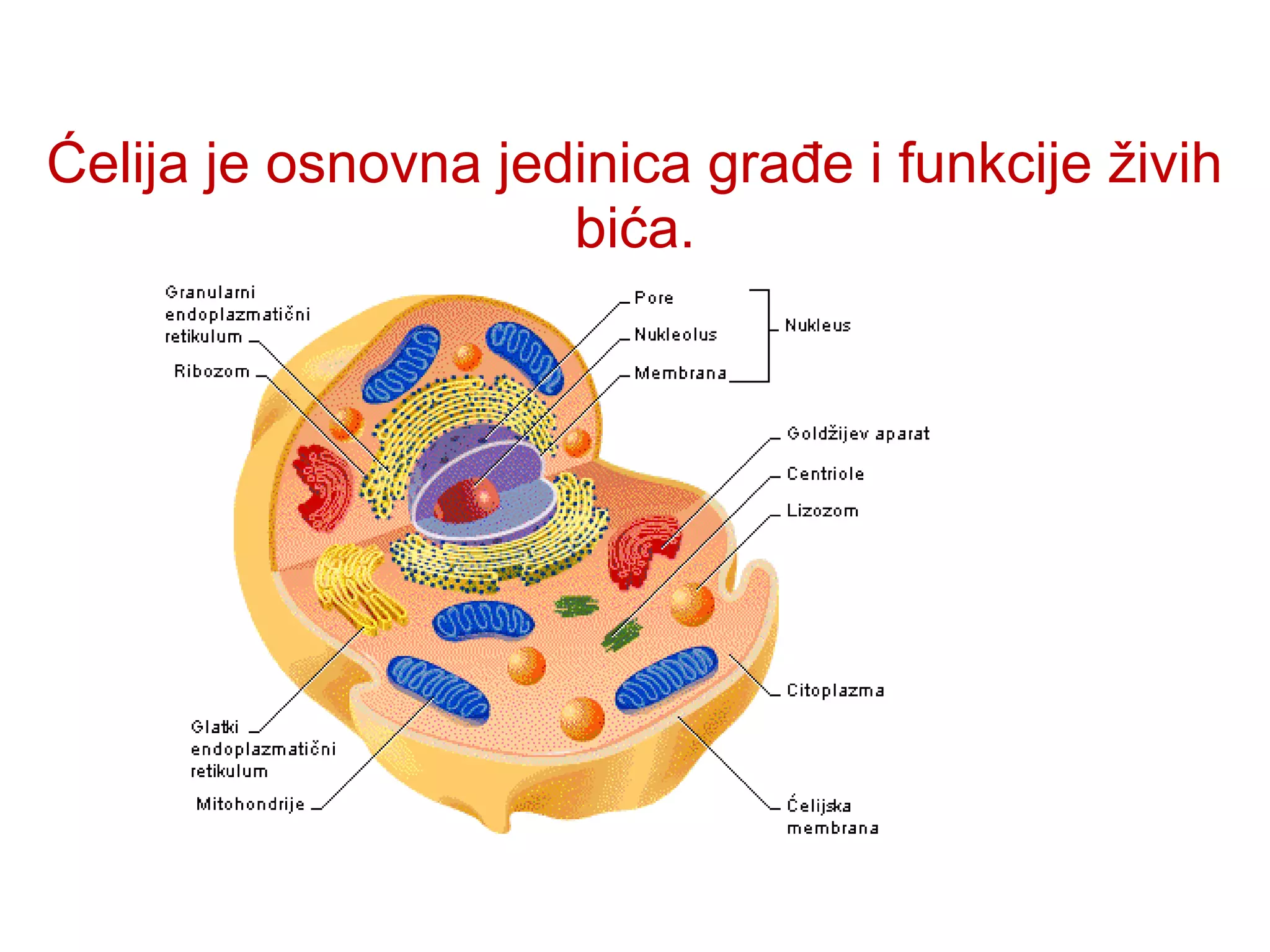 Građa ćelije | PPT