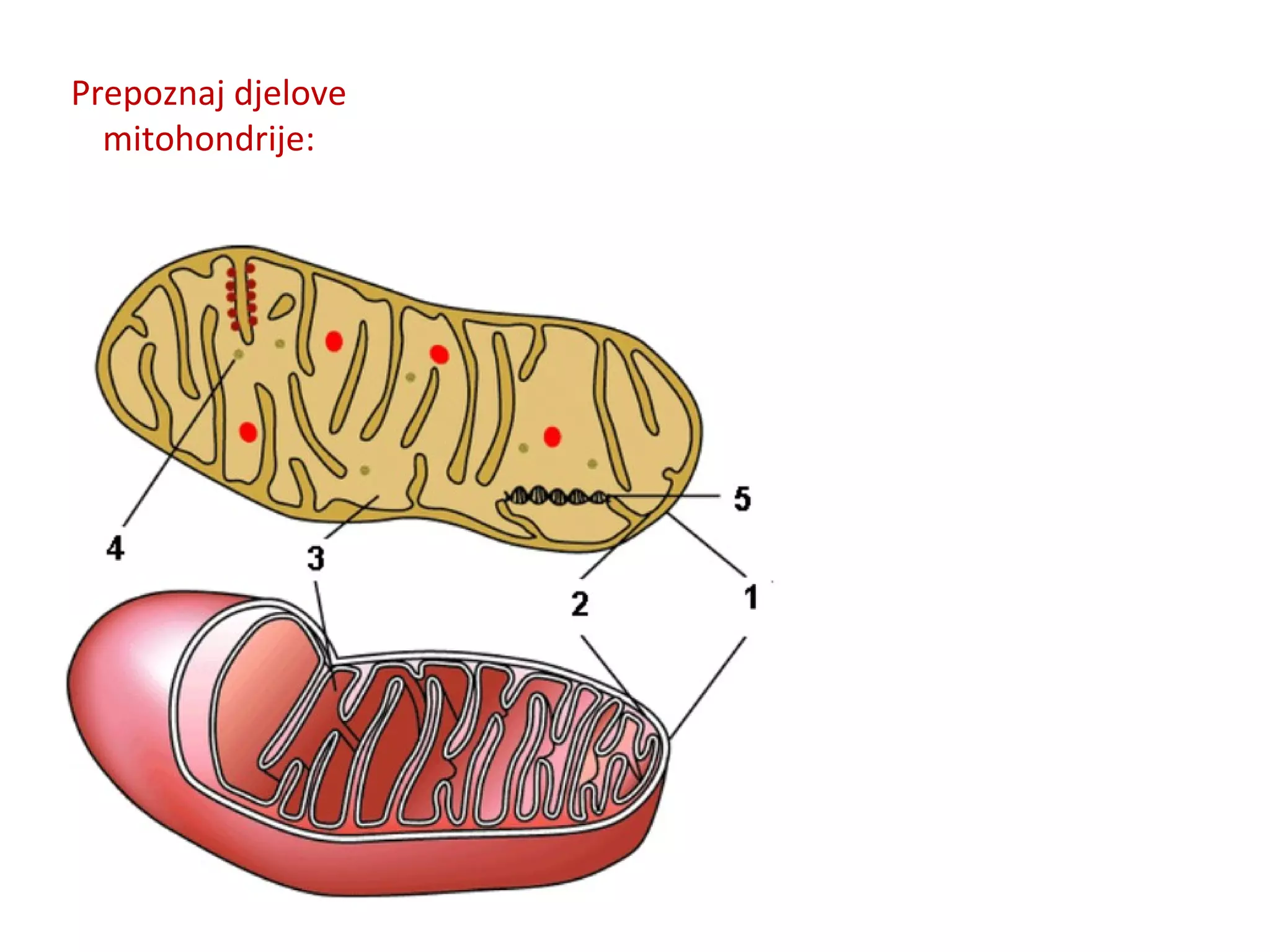 Građa ćelije | PPT