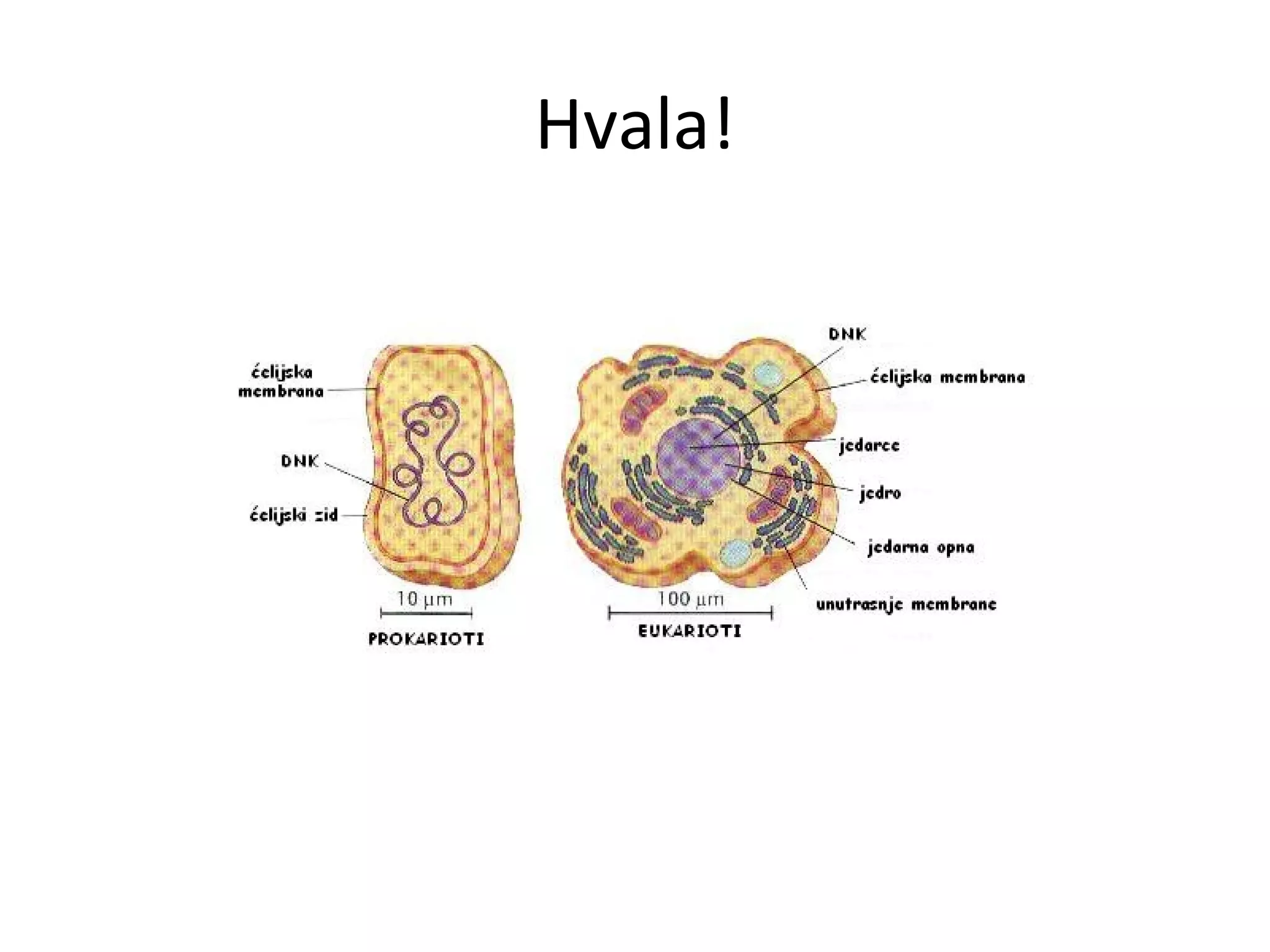 Građa ćelije | PPT