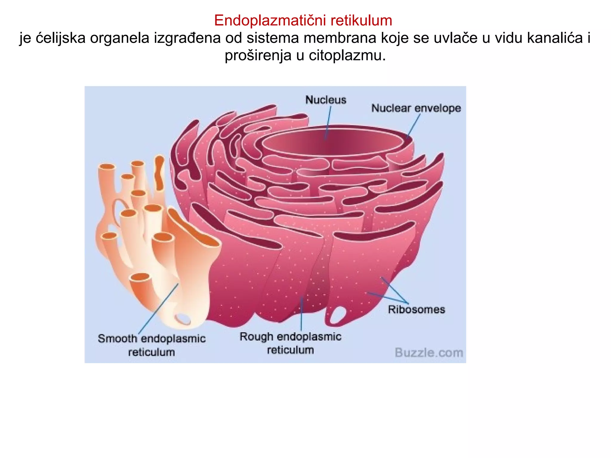 Građa ćelije | PPT