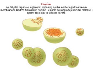 Građa ćelije | PPT
