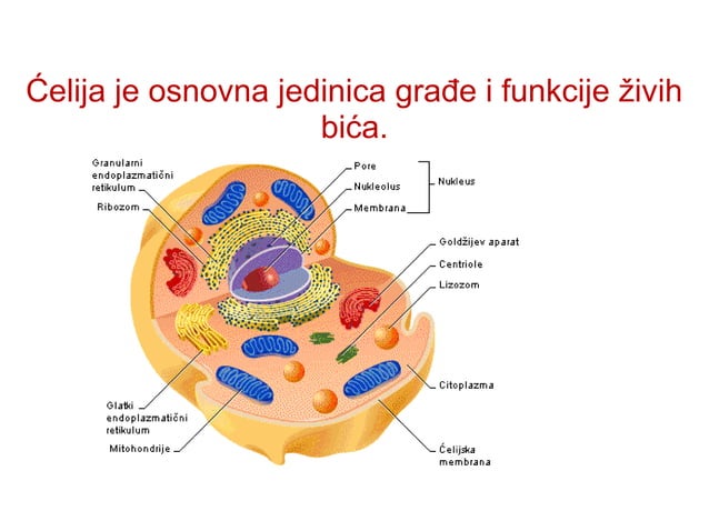Građa ćelije | PPT