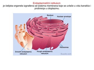 Građa ćelije | PPT