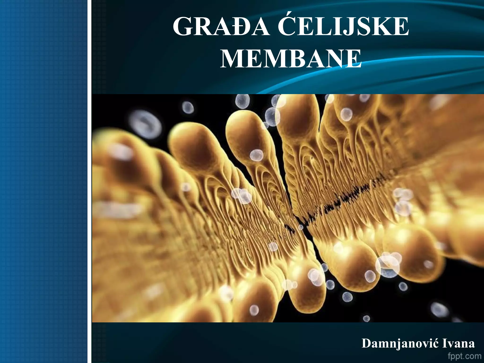 Građa ćelijske membrane | PPT