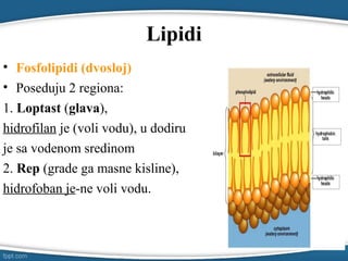 Građa ćelijske membrane | PPT