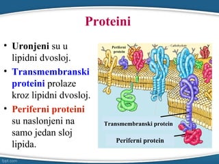Građa ćelijske membrane | PPT