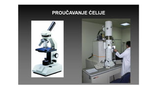 GRAĐA ŽIVOTINJSKE ĆELIJE .pptx