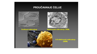 GRAĐA ŽIVOTINJSKE ĆELIJE .pptx