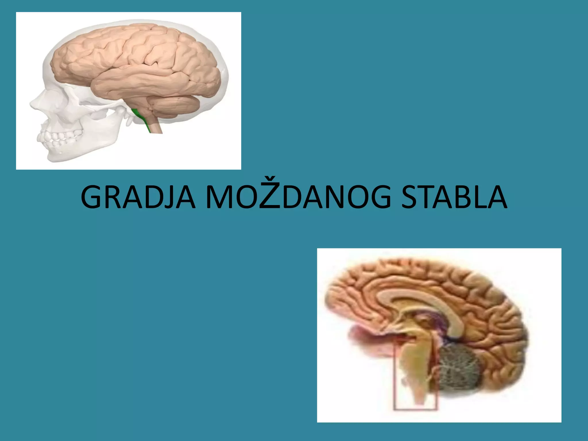 Građa moždanog stabla | PDF