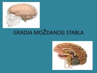Građa moždanog stabla | PDF