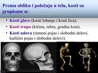 Građa skeleta | PPT