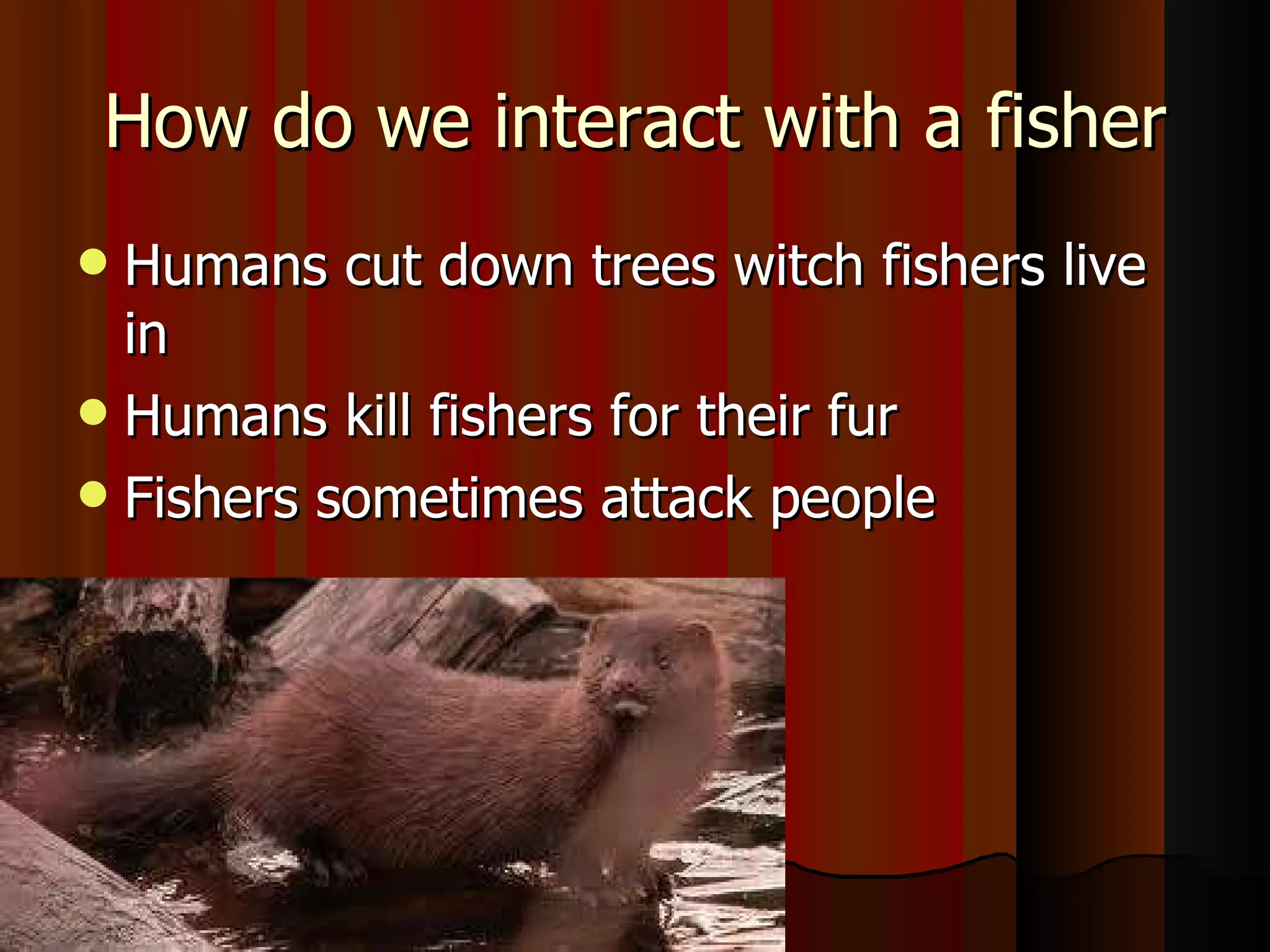 Gracie gatt fisher #12 | PPT