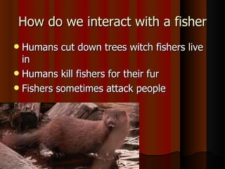 Gracie gatt fisher #12 | PPT