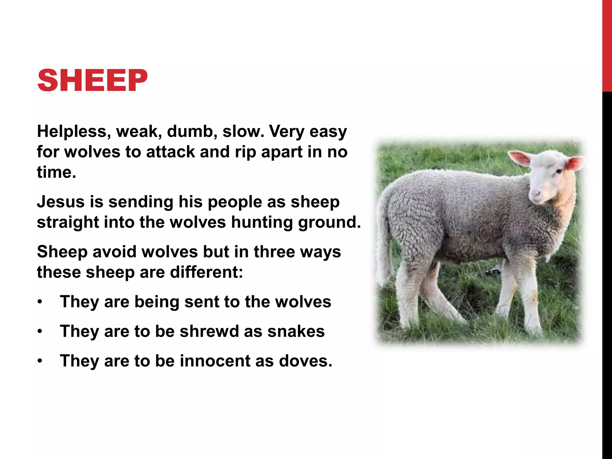 Gracious Jesus 39 Sheep among wolves | PPTX | Christianity | Religion ...