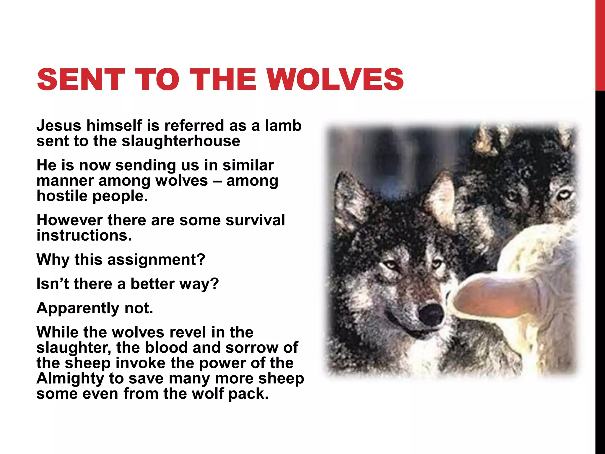 Gracious Jesus 39 Sheep among wolves | PPTX | Christianity | Religion ...