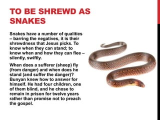 Gracious Jesus 39 Sheep among wolves | PPT