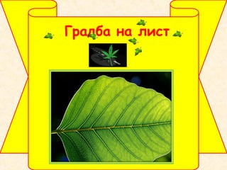 Prezentacija Gradba na cvetni rastenija .ppt