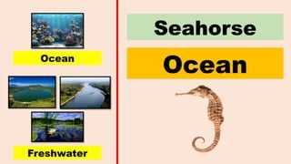 Animal Kingdom Kindergarten Animals and their Habitats | PPTX