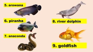 Animal Kingdom Kindergarten Animals and their Habitats | PPTX