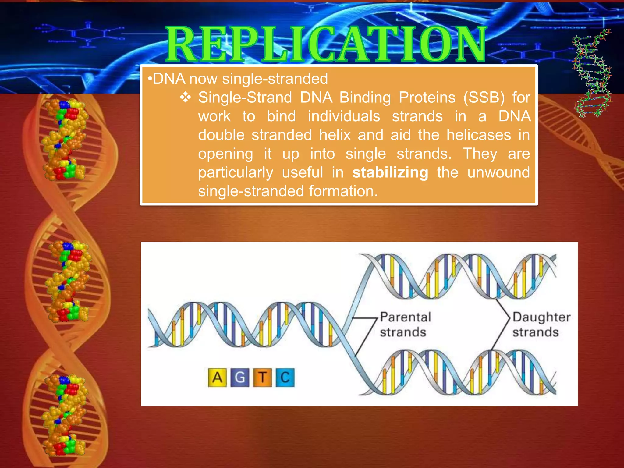 DNA replication, transcription, and translation | PPTX