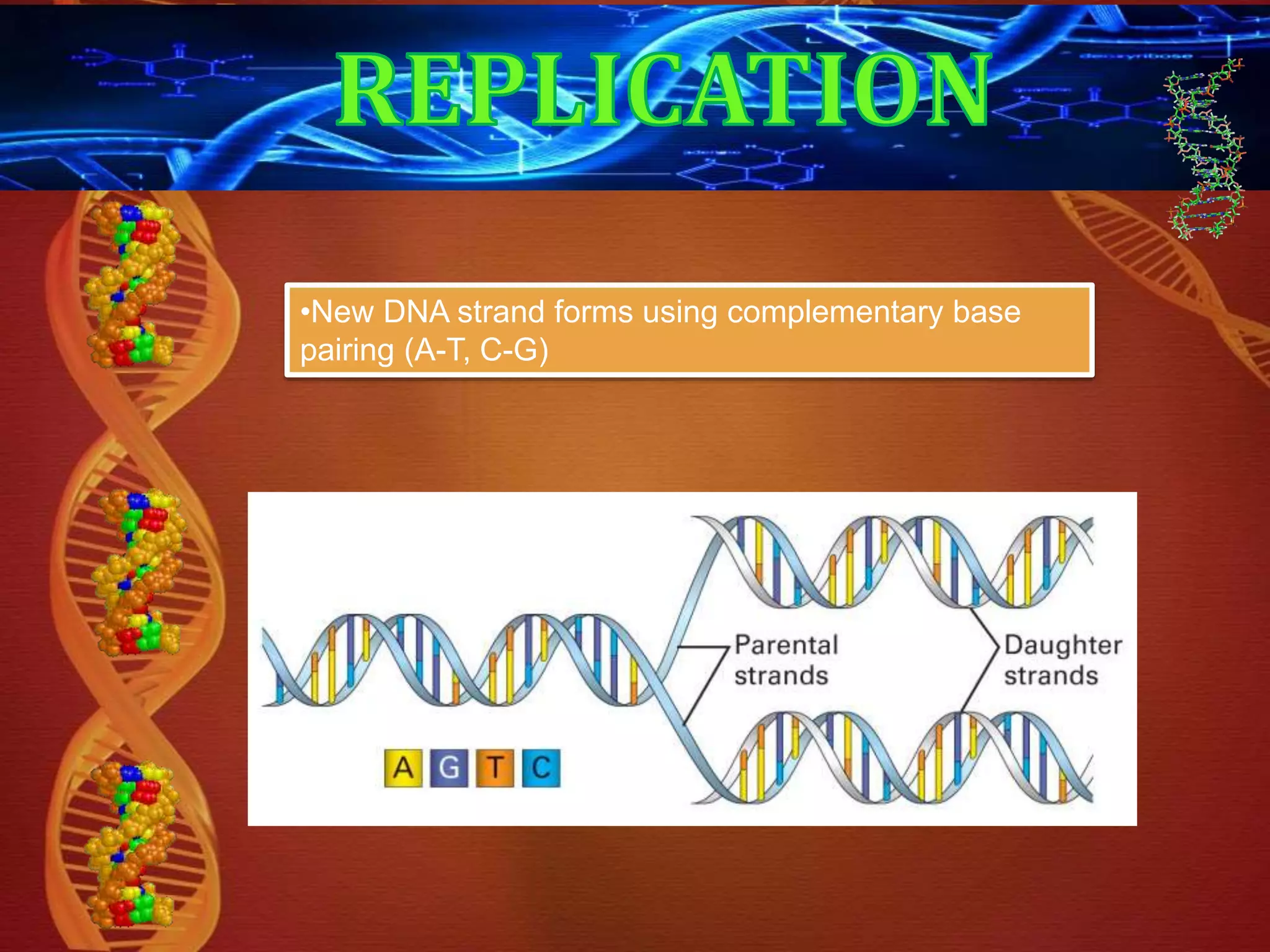 DNA replication, transcription, and translation | PPTX