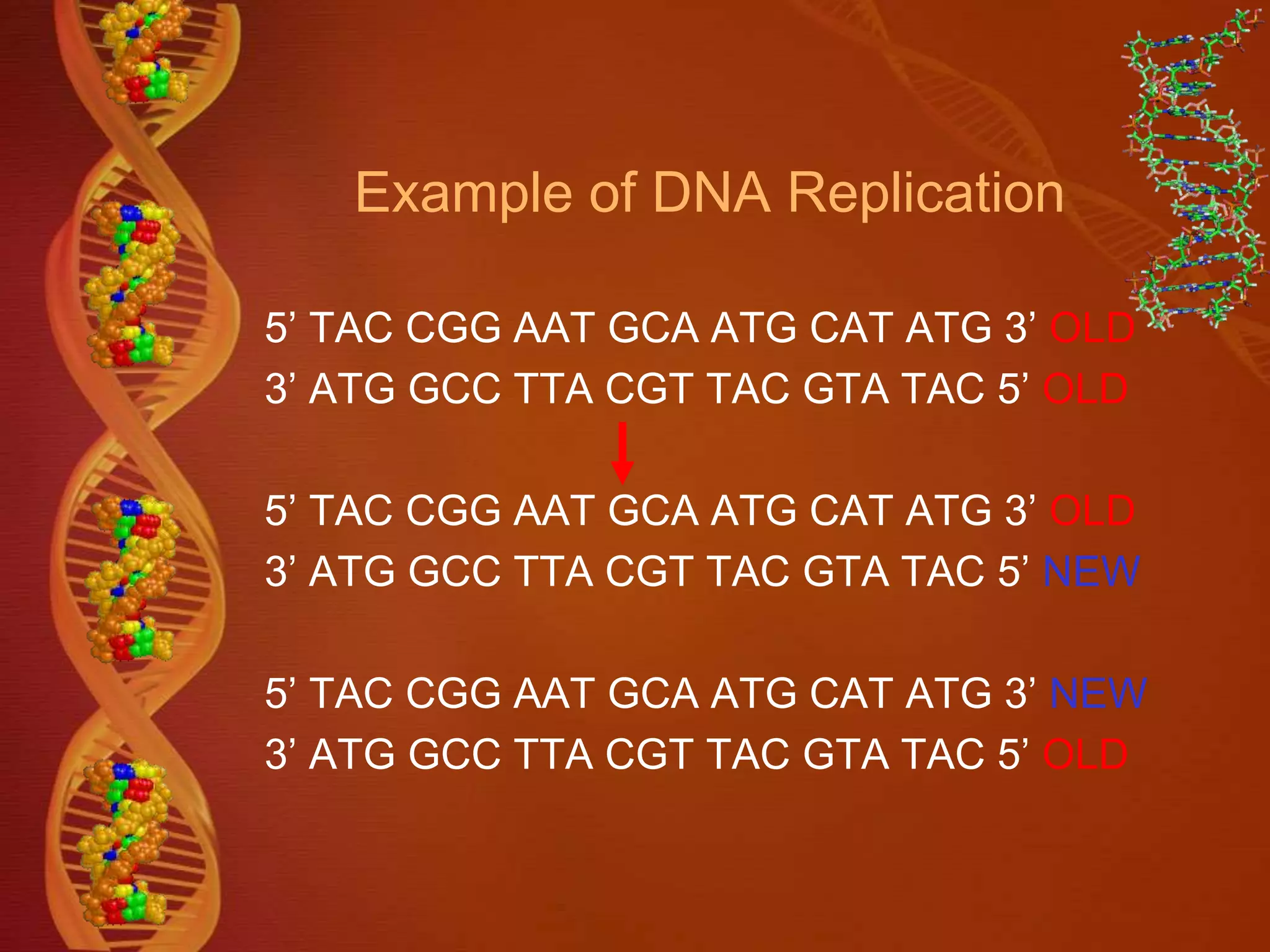 DNA replication, transcription, and translation | PPTX
