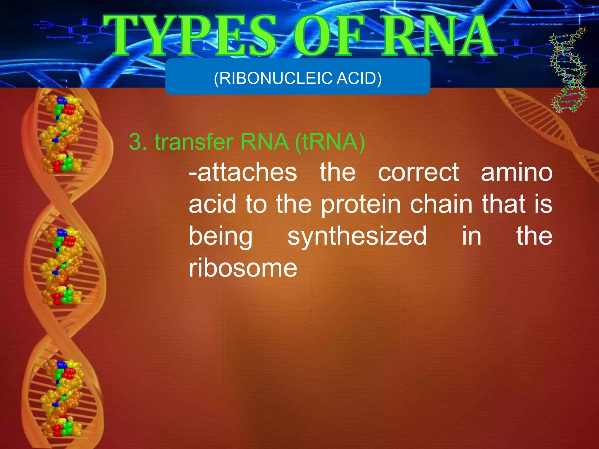 DNA replication, transcription, and translation | PPTX