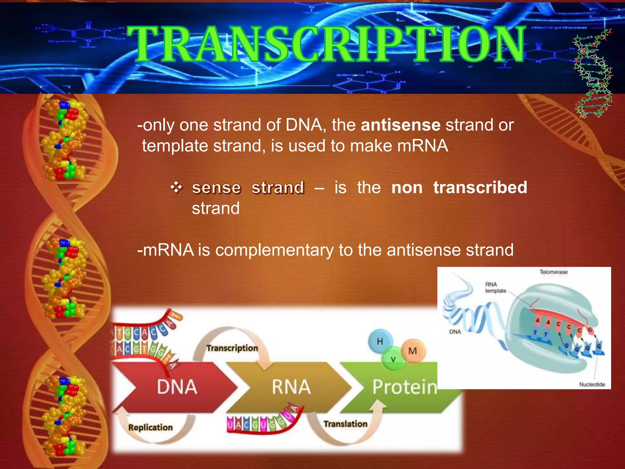 DNA replication, transcription, and translation | PPTX
