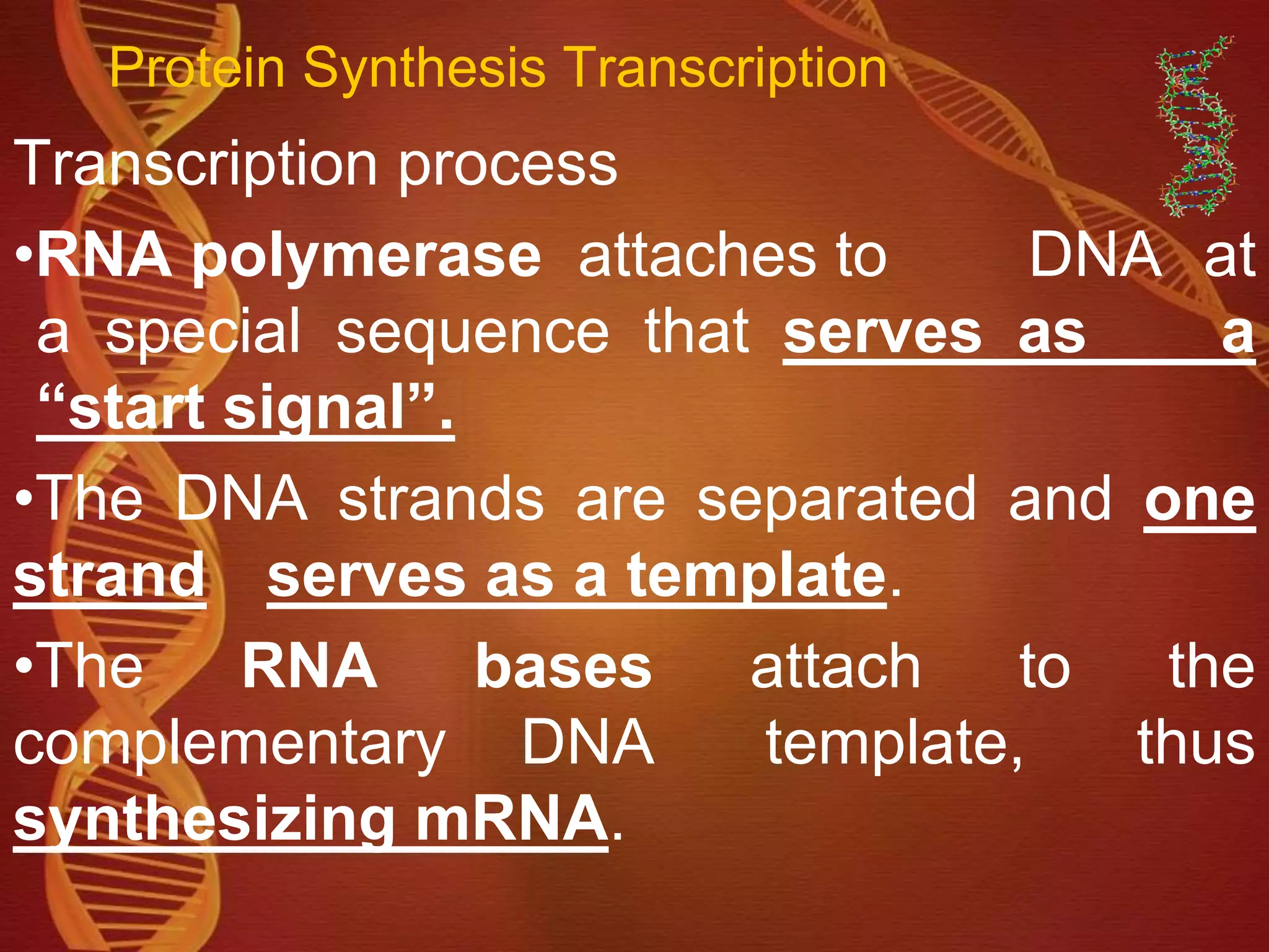 DNA replication, transcription, and translation | PPTX