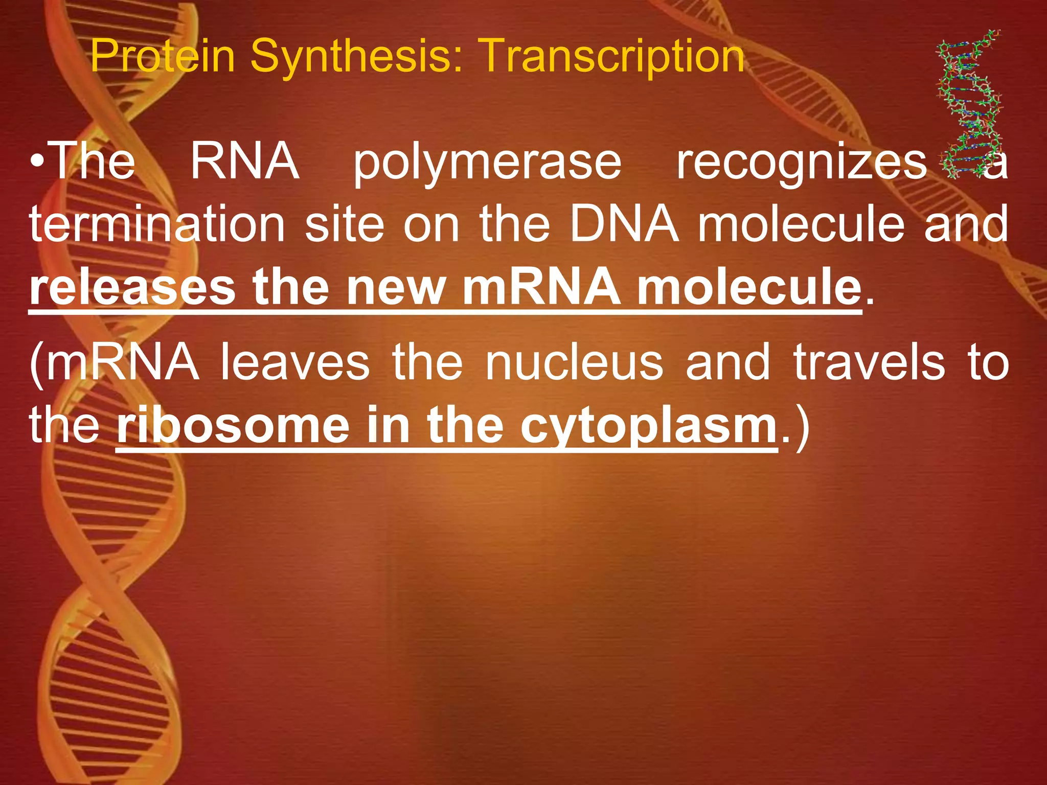 DNA replication, transcription, and translation | PPTX