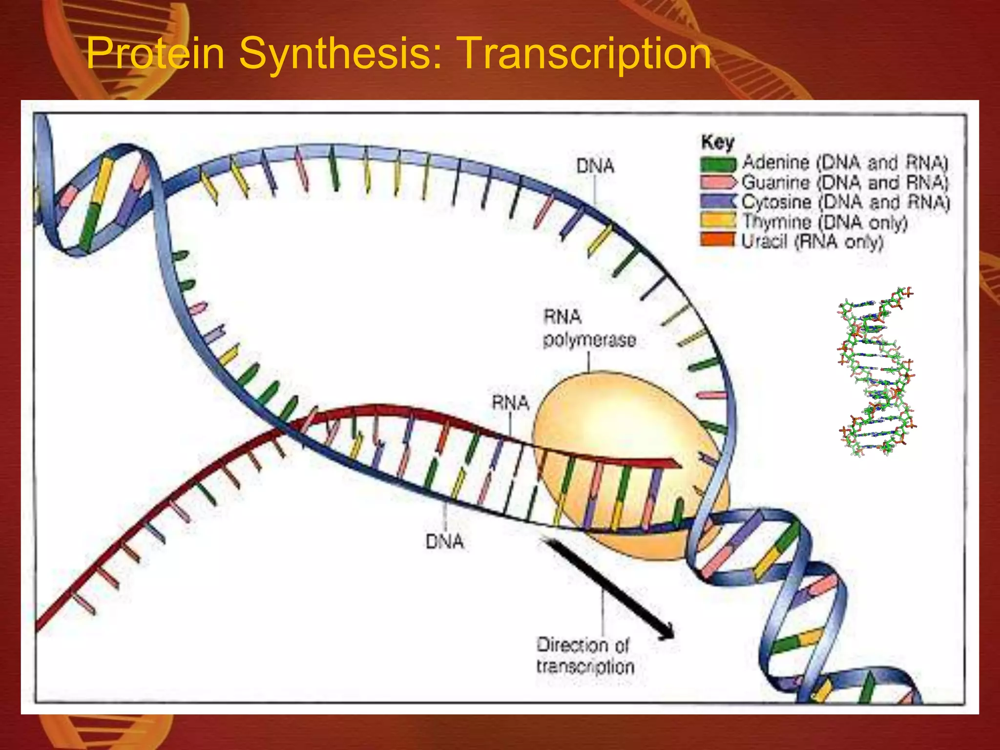DNA replication, transcription, and translation | PPT