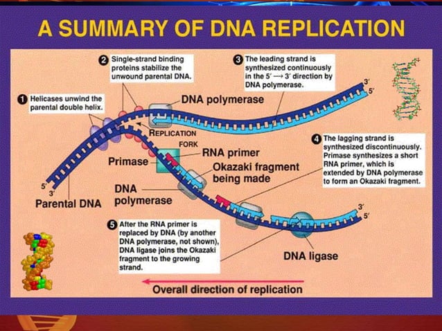 DNA replication, transcription, and translation