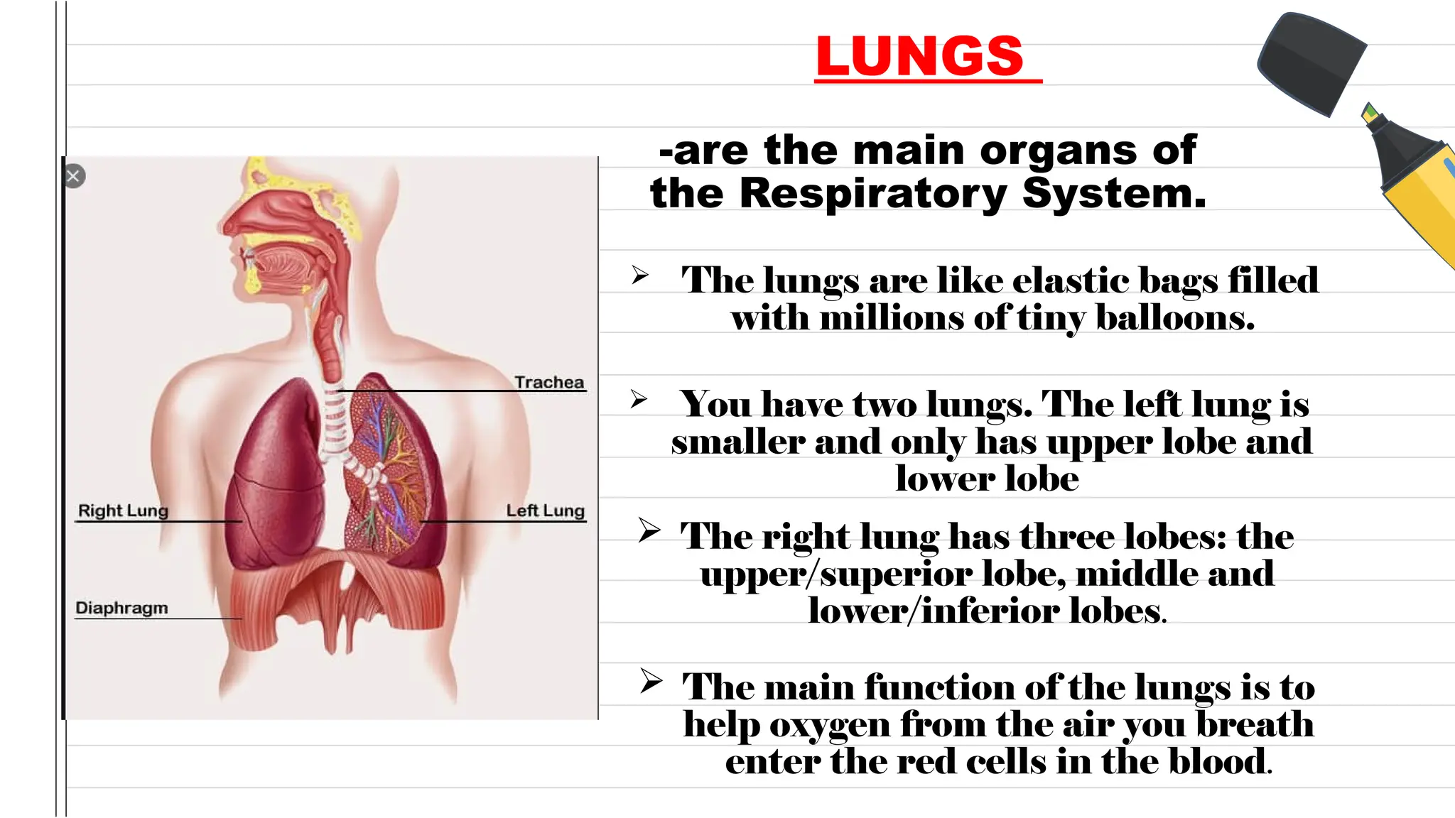 The Respiratory System - the main organs | PPTX