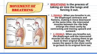 The Respiratory System - the main organs | PPTX