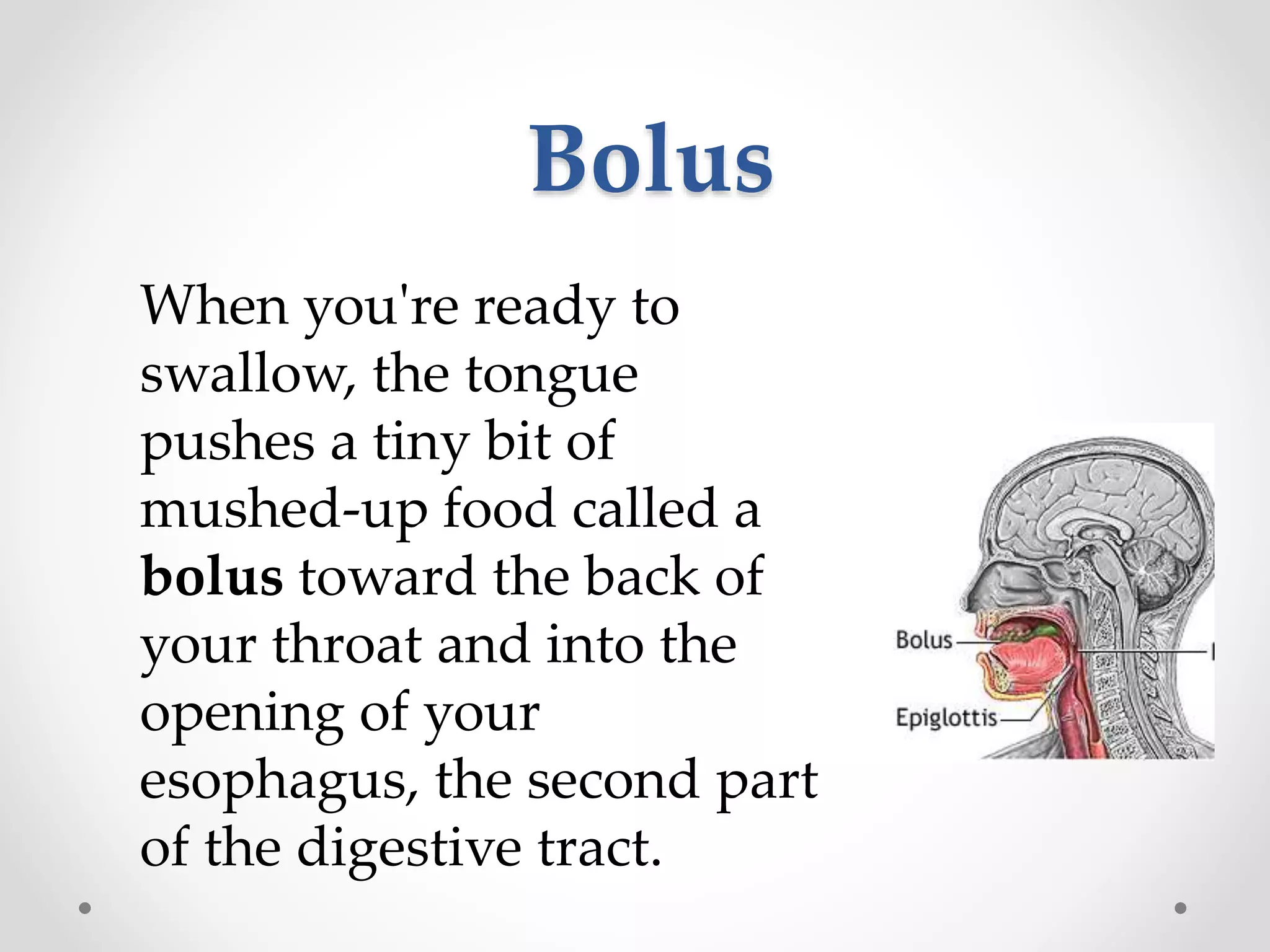 Grade 6-science-digestive-system | PPTX