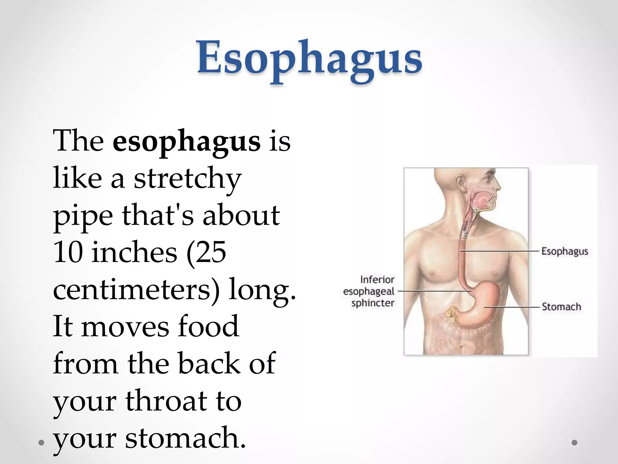 Grade 6-science-digestive-system | PPTX