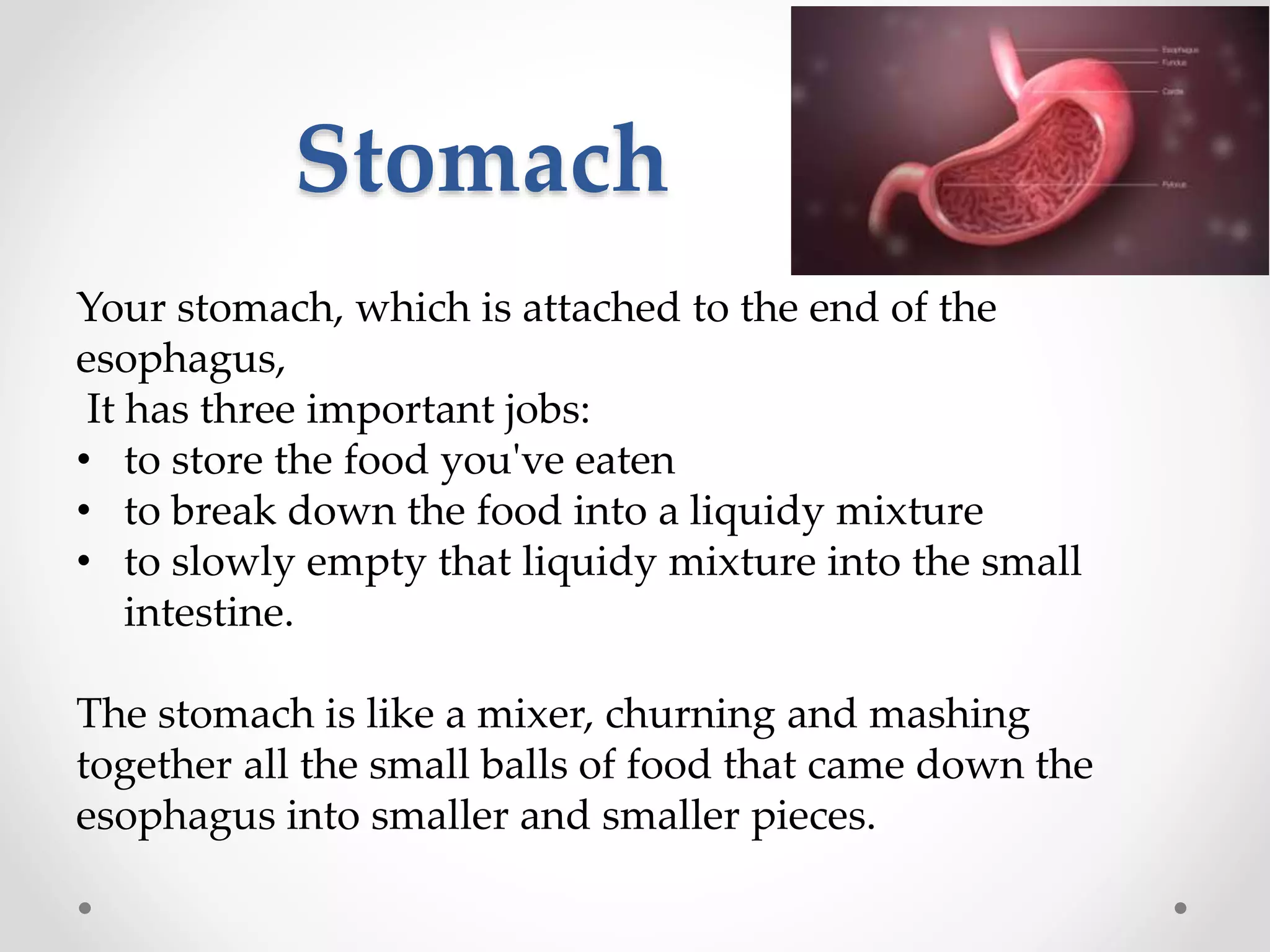 Grade 6-science-digestive-system | PPTX
