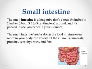 Grade 6-science-digestive-system | PPTX