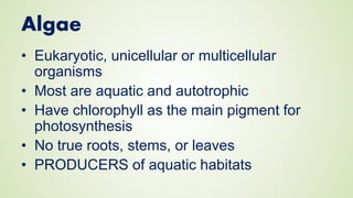 Grade 7-algae | PPTX