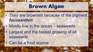 Grade 7-algae | PPTX
