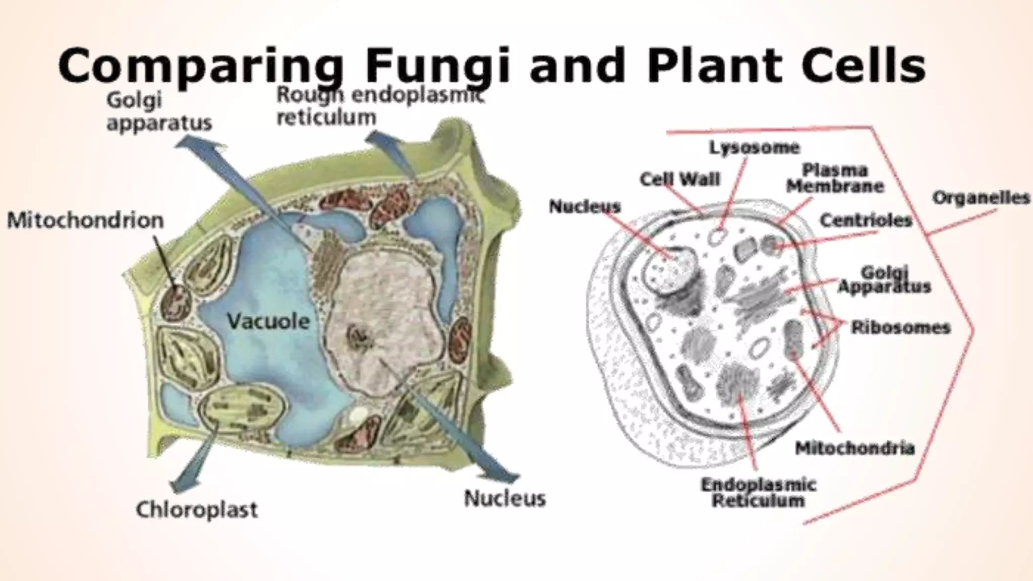 Grade 7-fungi | PPTX