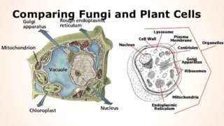 Grade 7-fungi | PPTX