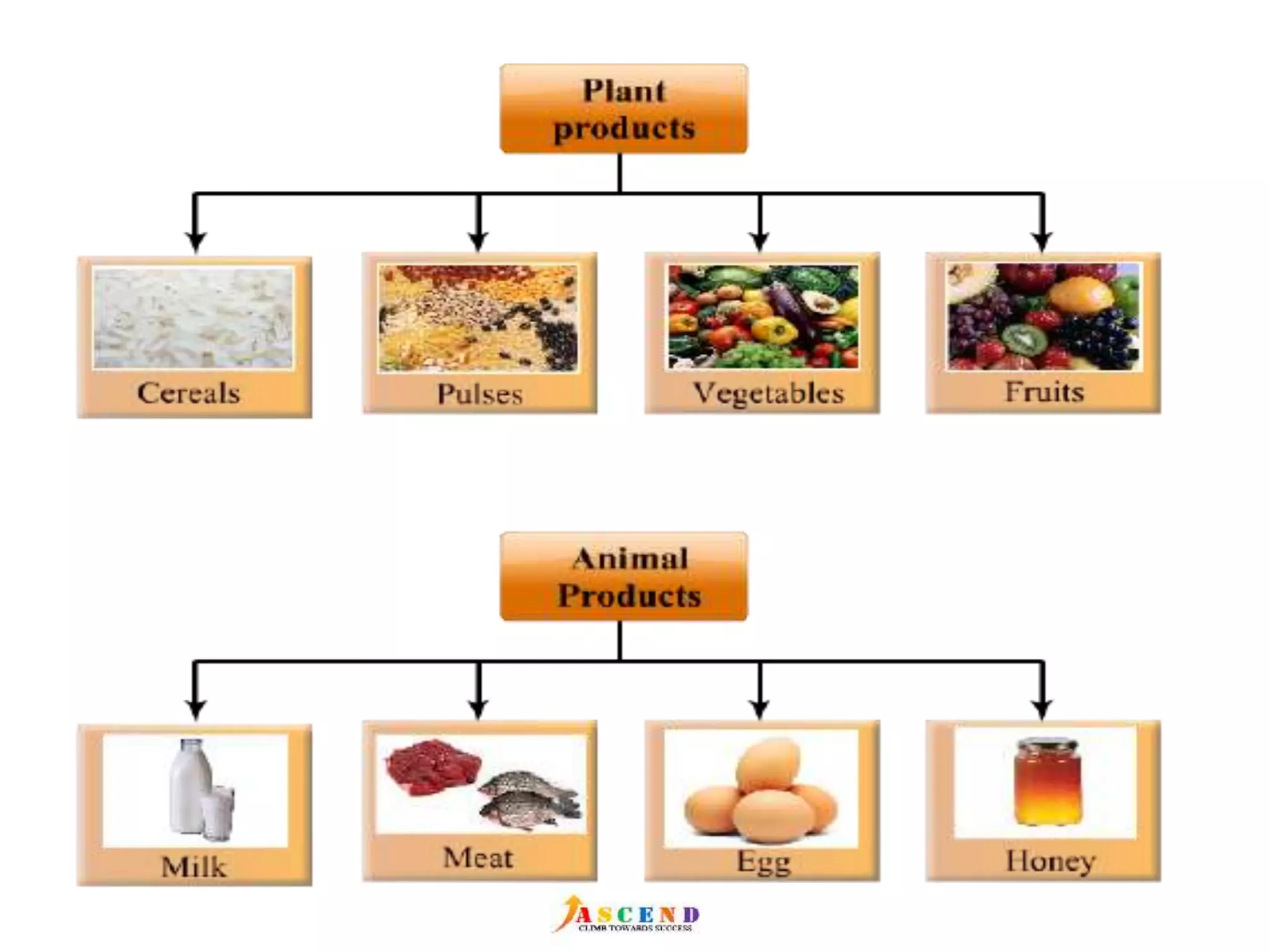 Grade 1 food | PPTX
