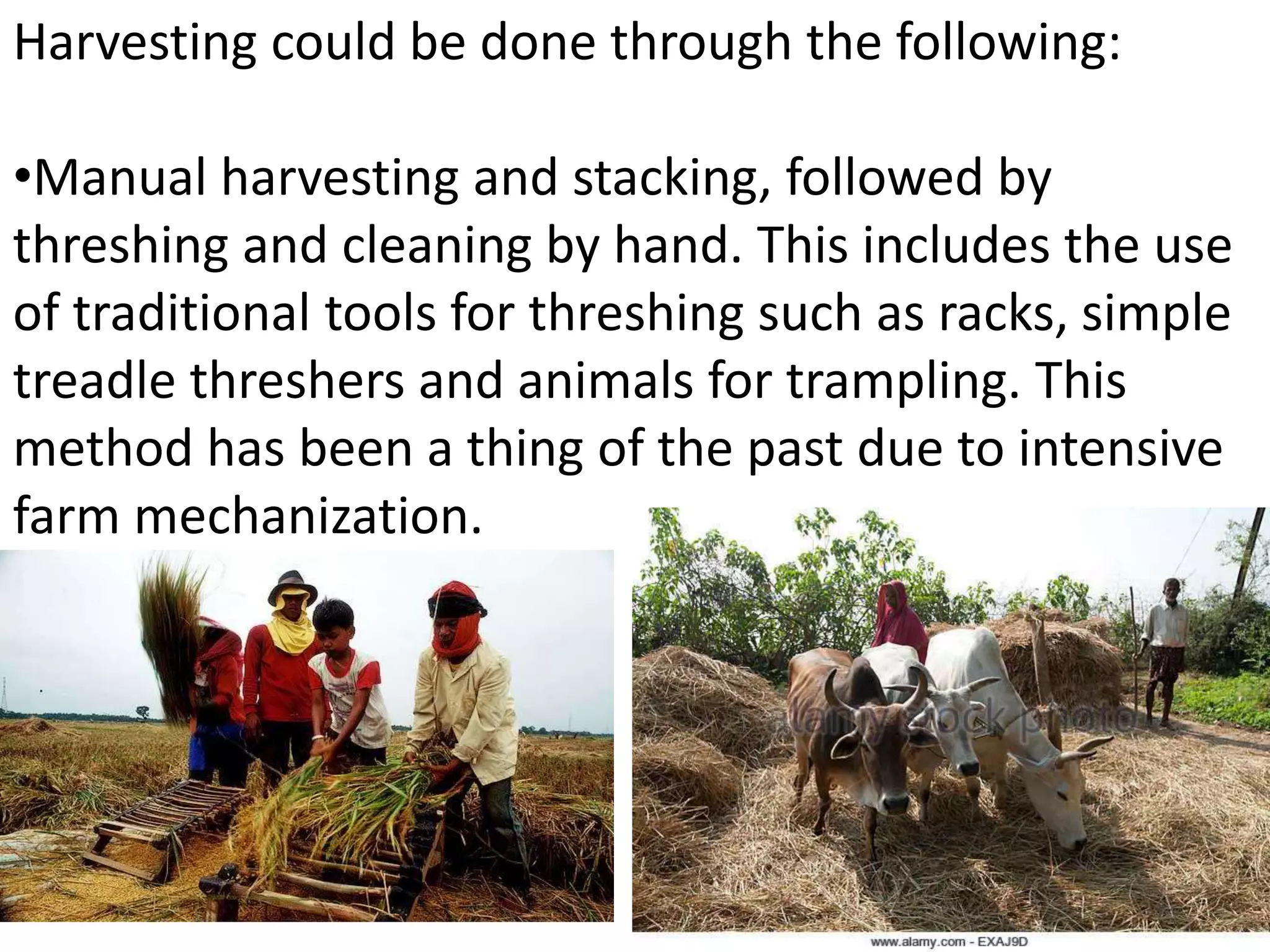 Grade 10 - HARVESTING, THRESHING, DRYING, STORING,.pptx