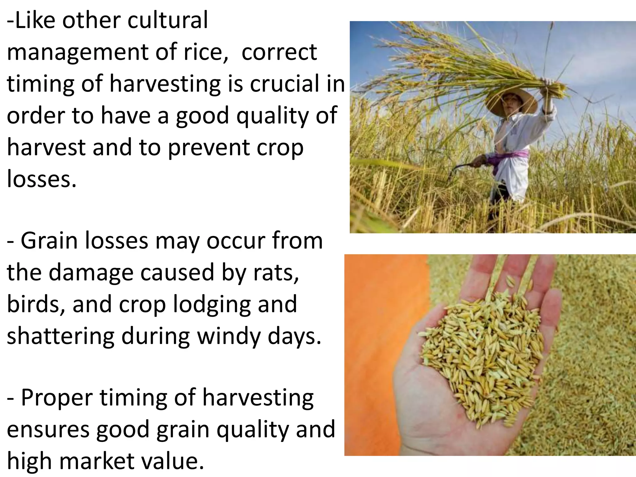 Grade 10 - HARVESTING, THRESHING, DRYING, STORING,.pptx