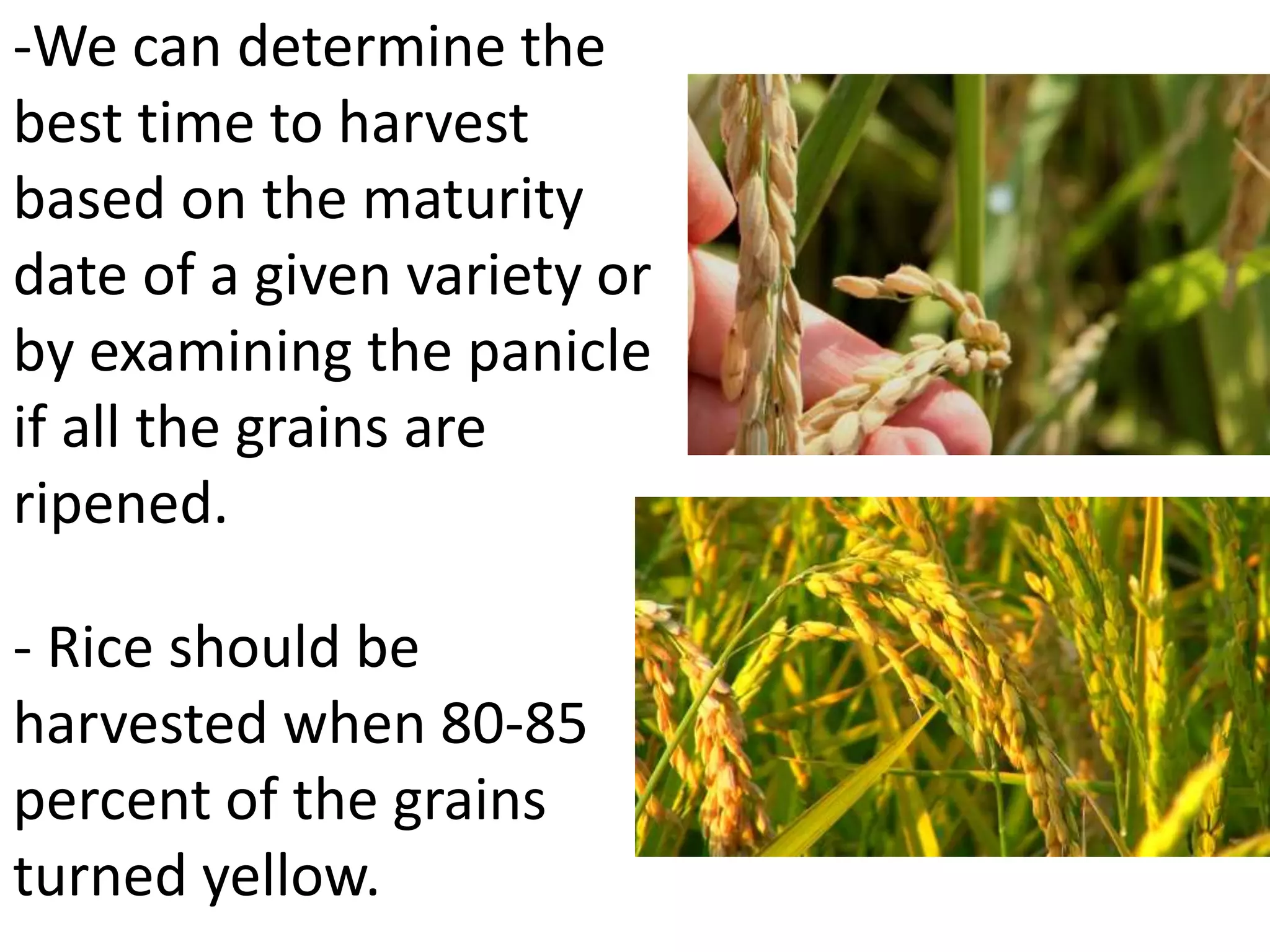 Grade 10 - HARVESTING, THRESHING, DRYING, STORING,.pptx