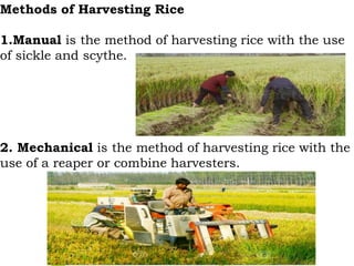 Grade 10 - HARVESTING, THRESHING, DRYING, STORING,.pptx