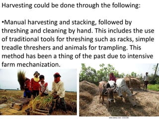 Grade 10 - HARVESTING, THRESHING, DRYING, STORING,.pptx | Agriculture ...