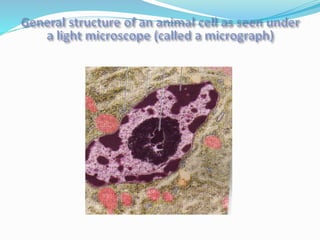 Grade 10 the cell | PPTX